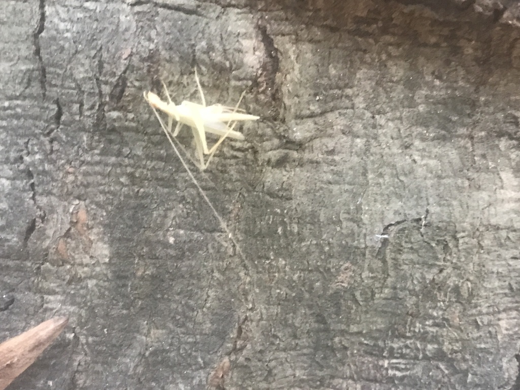 Common Tree Crickets from Calvert St NW, Washington, DC, US on November ...