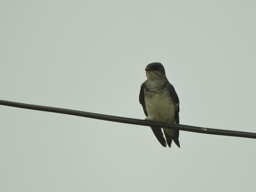 Subspecies Progne chalybea macrorhamphus · iNaturalist