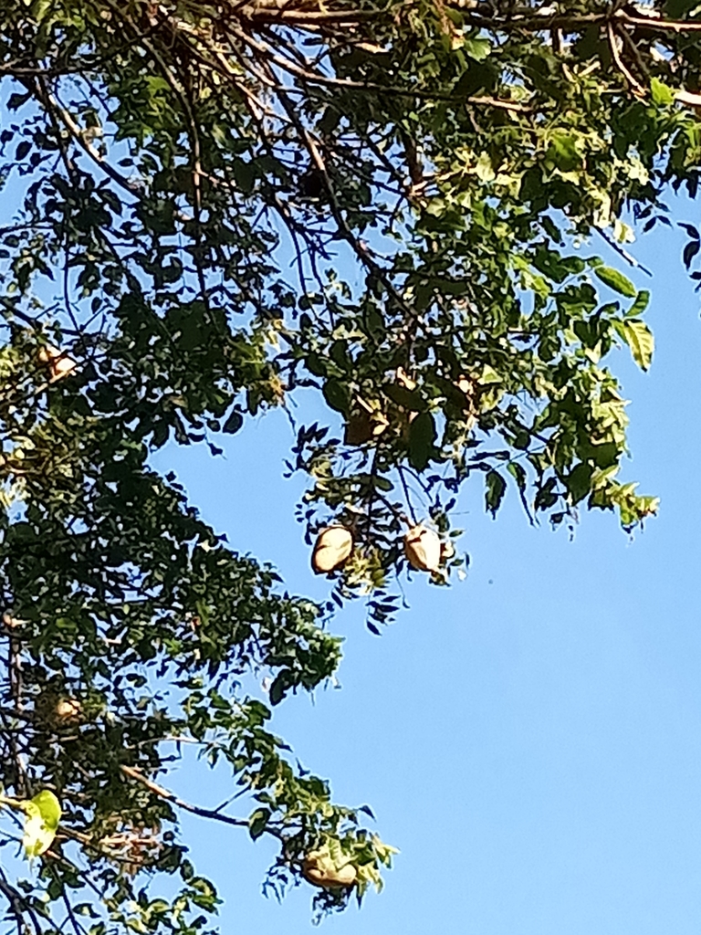 Honduras Mahogany in November 2021 by steve gellman · iNaturalist