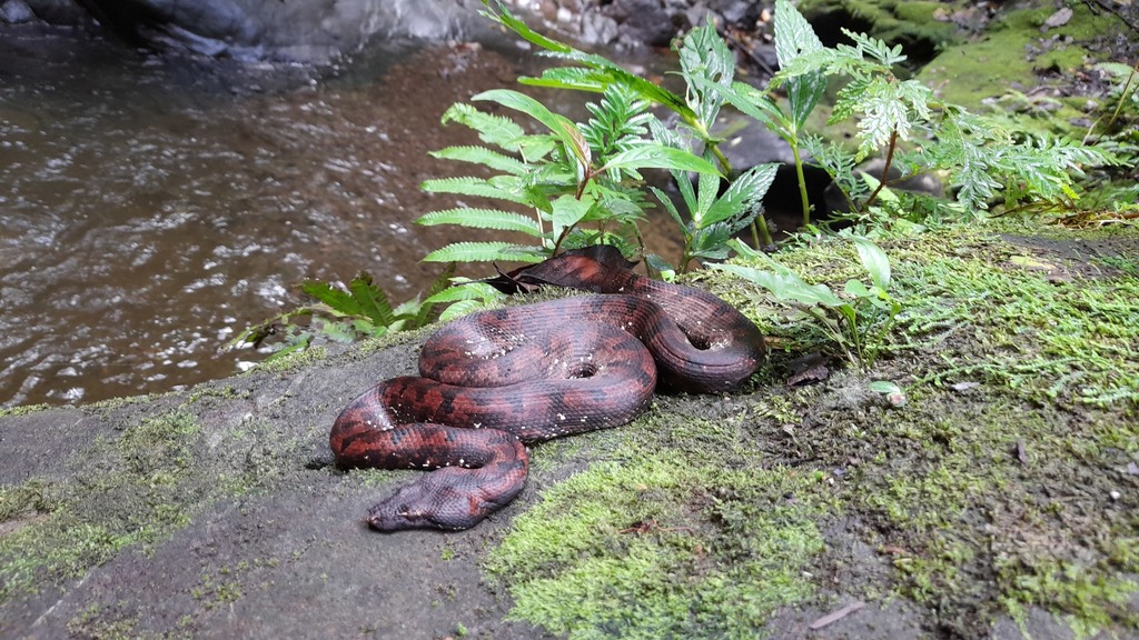 Tasma's Bevel-nosed Boa from Wasileo on November 25, 2021 by Dzikri ...