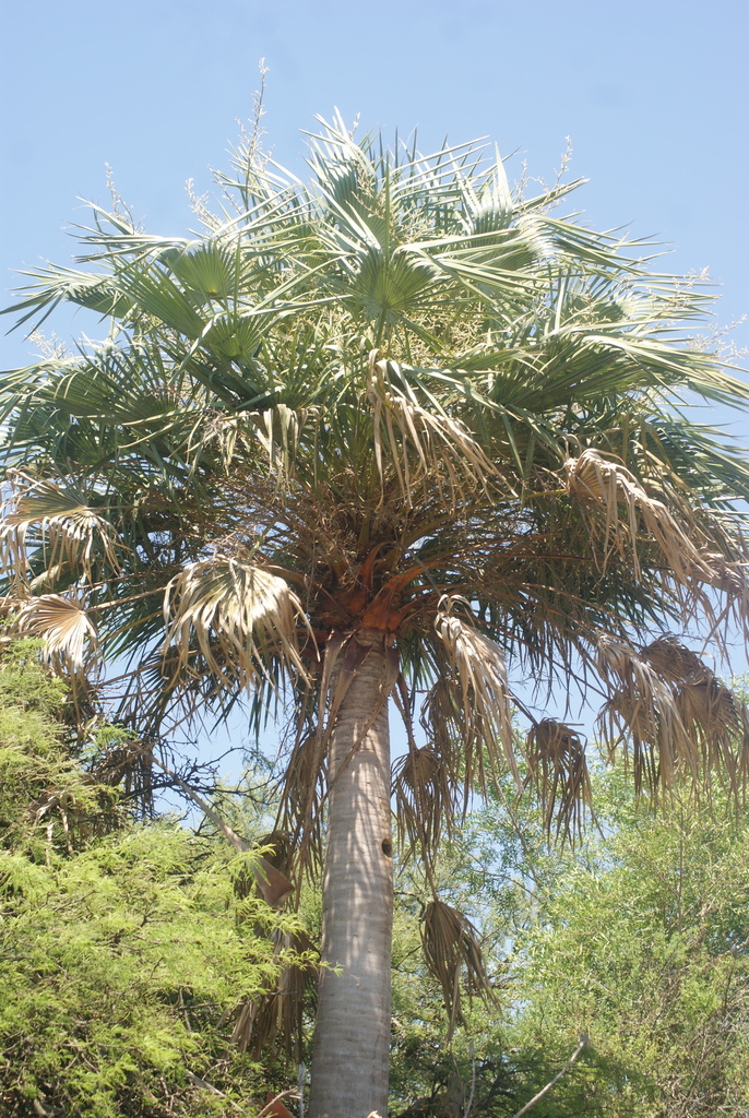 Caranday Palm from San Justo, Santa Fe, Argentina on November 24, 2021 ...