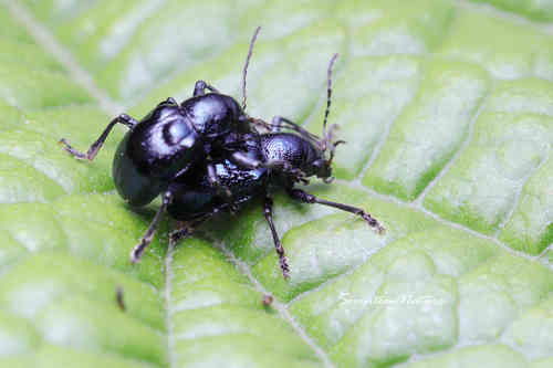 Basilepta leechi · iNaturalist