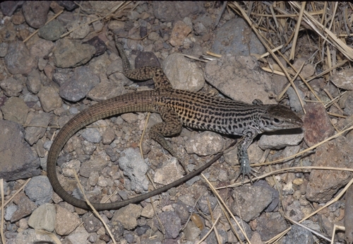 Gray checkered whiptail - Alchetron, the free social encyclopedia