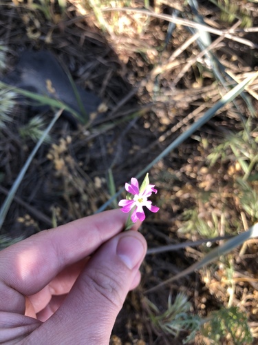 Subspecies Silene conica subconica · iNaturalist