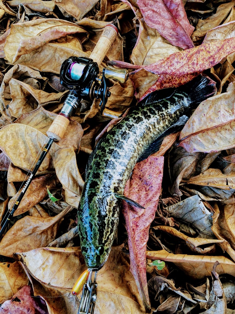 Blotched Snakehead in November 2021 by Cyjswpr Hsu. Nice to see you ...