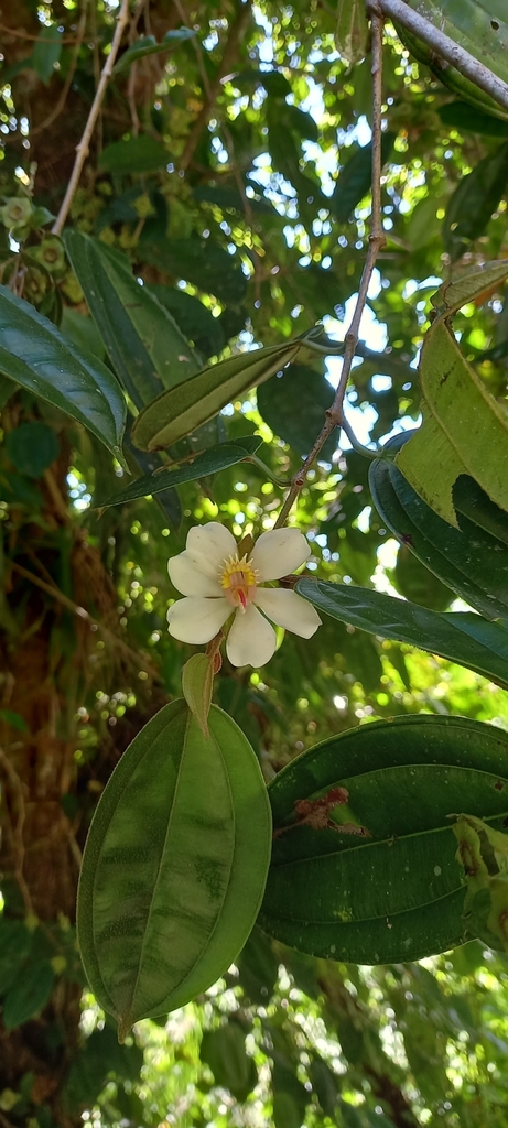 Blakea from Provincia de Cartago, Costa Rica on November 26, 2021 at 09 ...