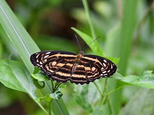 Athyma cosmia · iNaturalist