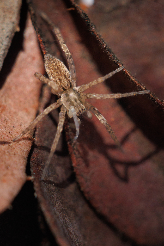 Ghost Spiders (Invertebrates of Foothills Nature Preserve) · iNaturalist