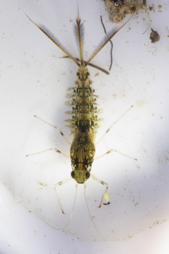 Mayflies (Invertebrates of Foothills Nature Preserve) · iNaturalist