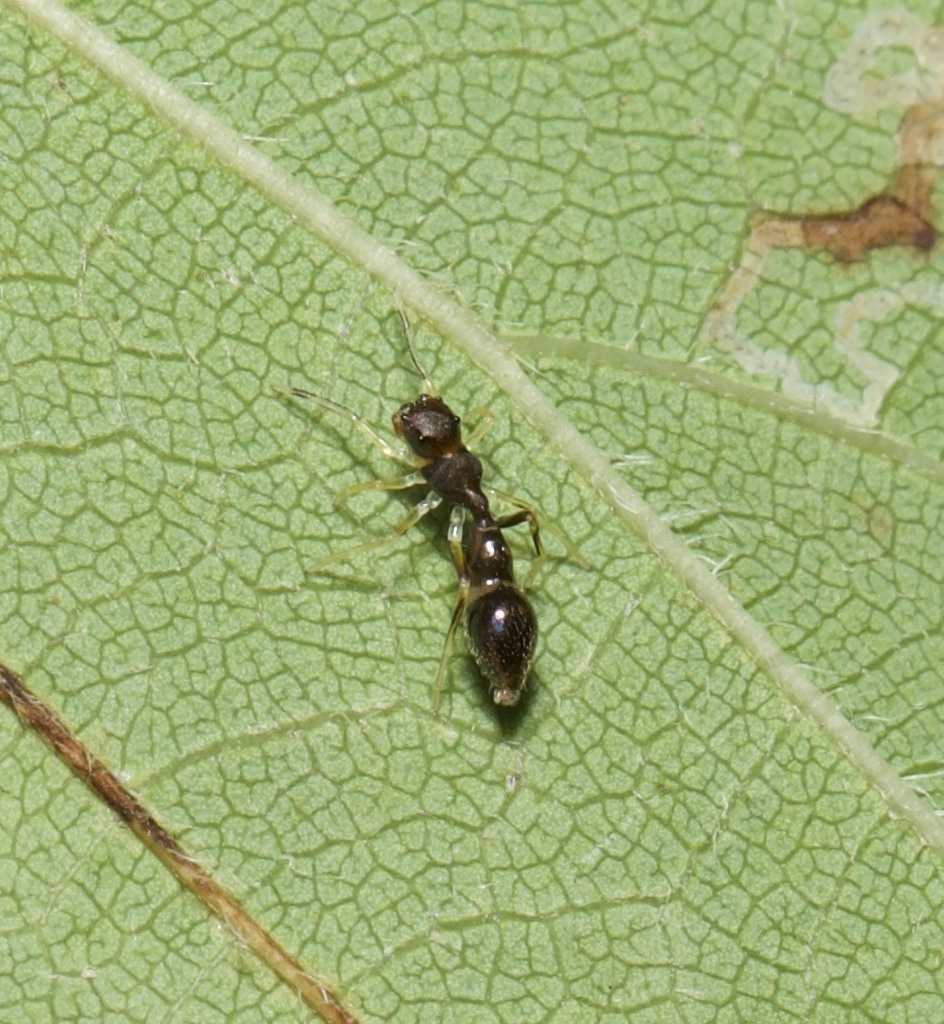 Slender Ant-mimic Jumping Spider from Forest Park Golf Course, St ...