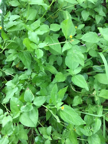 Observations by marshamay · iNaturalist