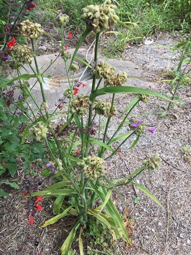 Observations by marshamay · iNaturalist