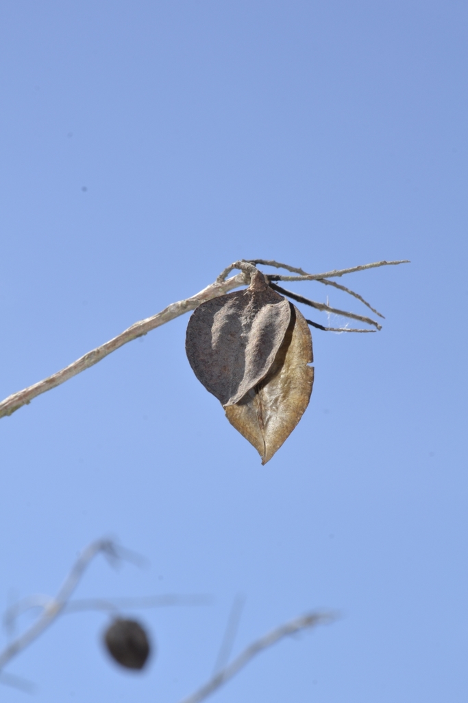 Jacaranda rugosa from Parque Nacional do Catimbau on November 20, 2021 ...