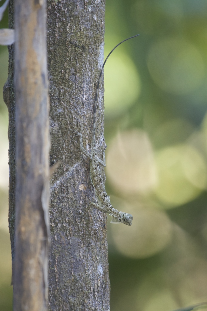 Two-spotted Flying Lizard from Taft - Paranas Rd, Paranas, Samar ...