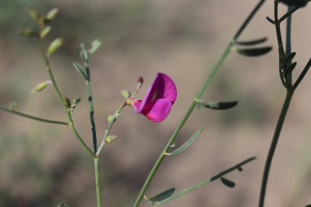 Corethrodendron fruticosum from Наранбулаг, Монгол Улс on August 12 ...