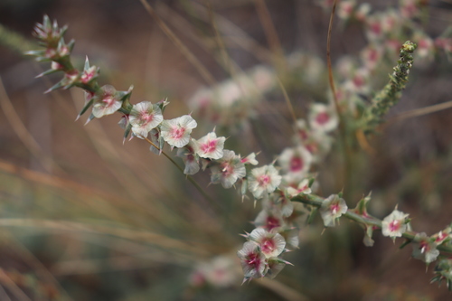 Esplosione Di Sintolo