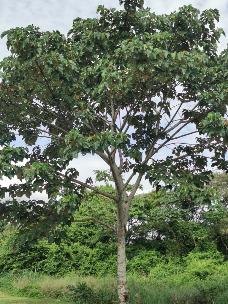 Balsa Tree from Puerto Caimito, Panamá on November 27, 2021 at 02:51 PM ...