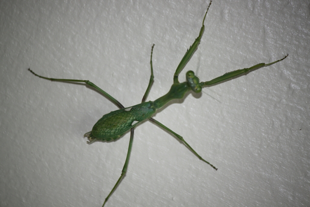 Sphodromantis gestri from Unnamed Road, Kenya on April 30, 2018 at 12: ...