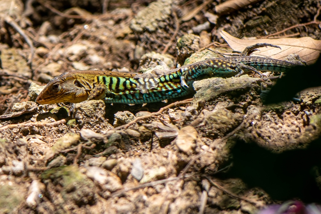 Rainbow Ameiva from San Salvador, El Salvador on July 3, 2021 at 05:26 ...