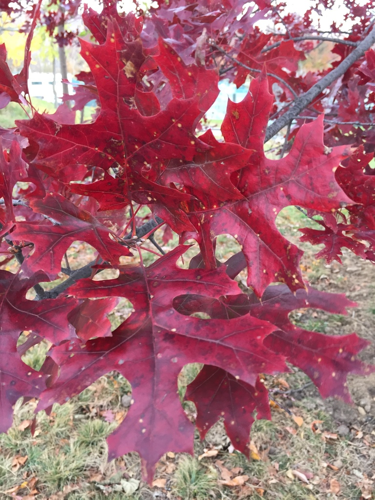 scarlet oak from Central Park, New York, NY, US on November 26, 2021 at ...