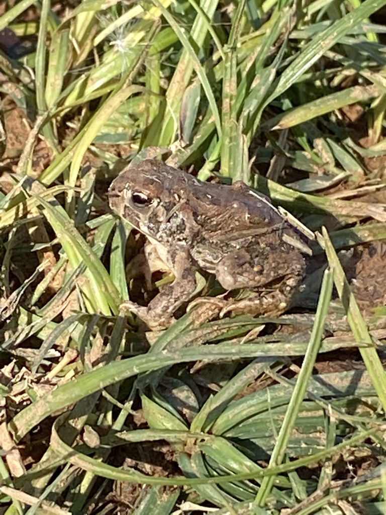 Great Plains Toad from Veterans Park, Gilbert, AZ, US on November 27 ...