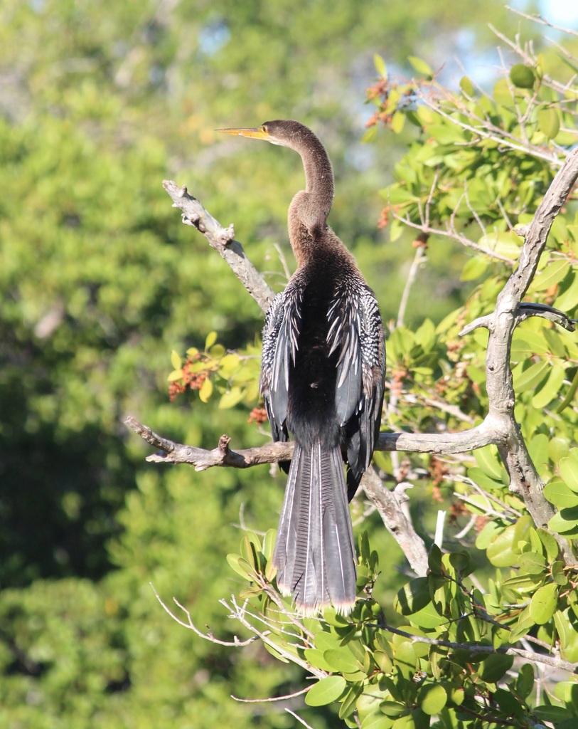 Anhinga from Sanibel, FL, USA on November 26, 2021 at 09:47 AM by Wes ...