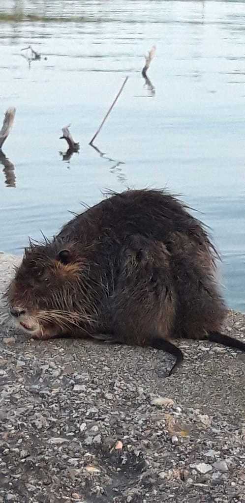 Coypu from Κεντρική Μακεδονία, Ελλάδα on April 09, 2021 at 05:45 PM by ...