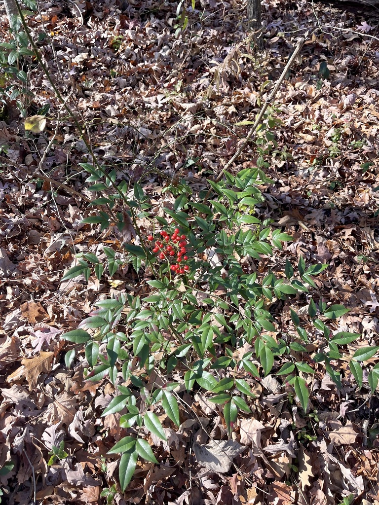 Heavenly bamboo from Guild Trail, Chattanooga, TN, US on November 27 ...