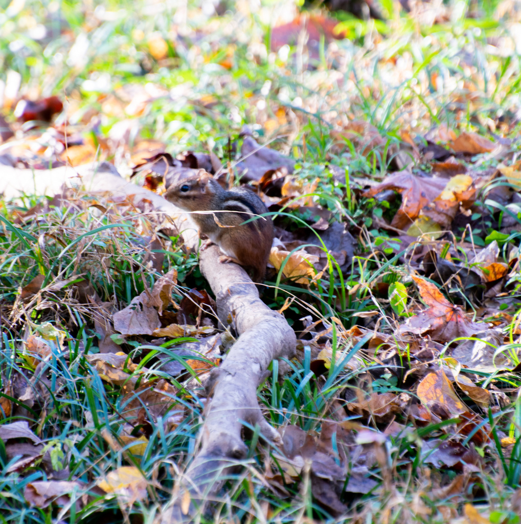 Eastern Chipmunk from Chesapeake W, Birmingham, AL, US on November 23 ...