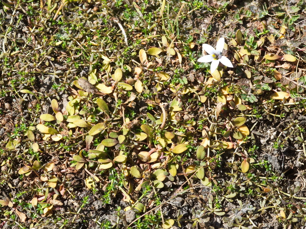 small mud-mat from Okia Flats, Wickcliffe Bay, Otago Peninsula on ...