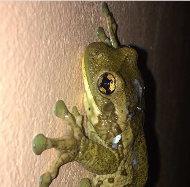Veined Tree Frog from Rio Xingu, Altamira, PA, BR on May 29, 2017 at 04 ...