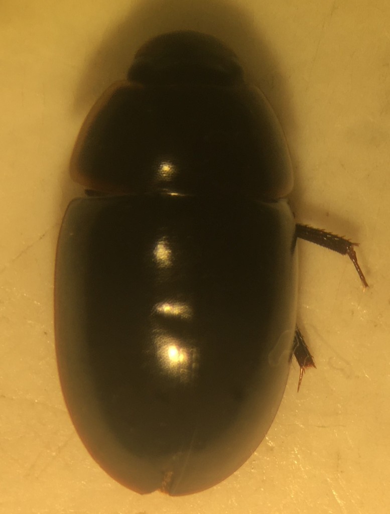 Enochrus cinctus in June 2021 by Owen Ridgen. Specimen examined by ...