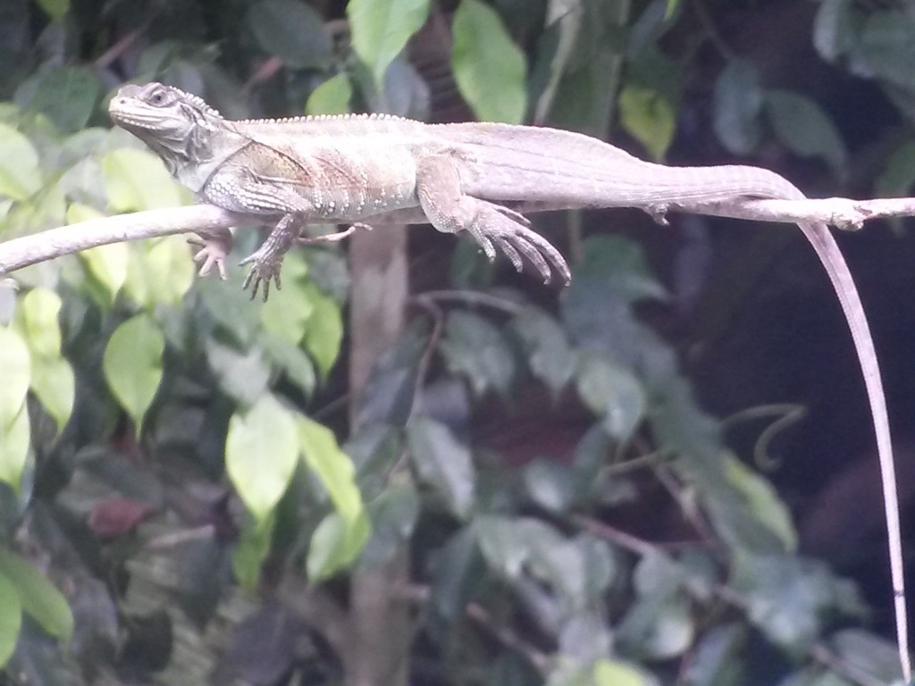 Weber's Sailfin Lizard from Halmahera, North Maluku, Indonesia on ...