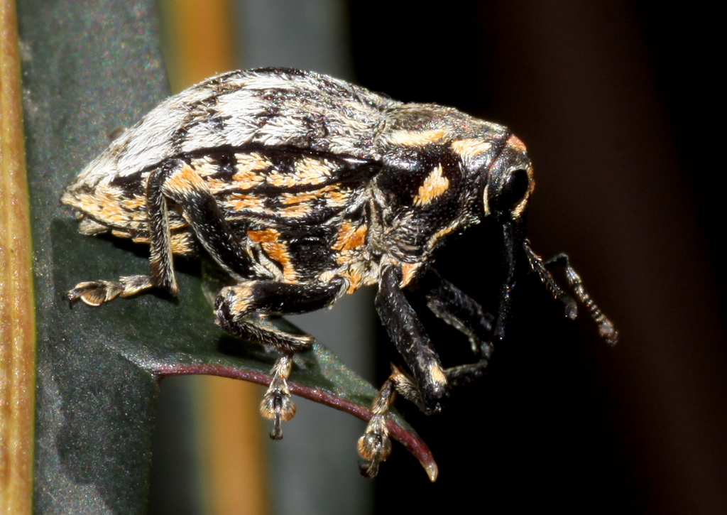 Elephant Weevil from Princhester Burn, Takitimu Mts, New Zealand on ...