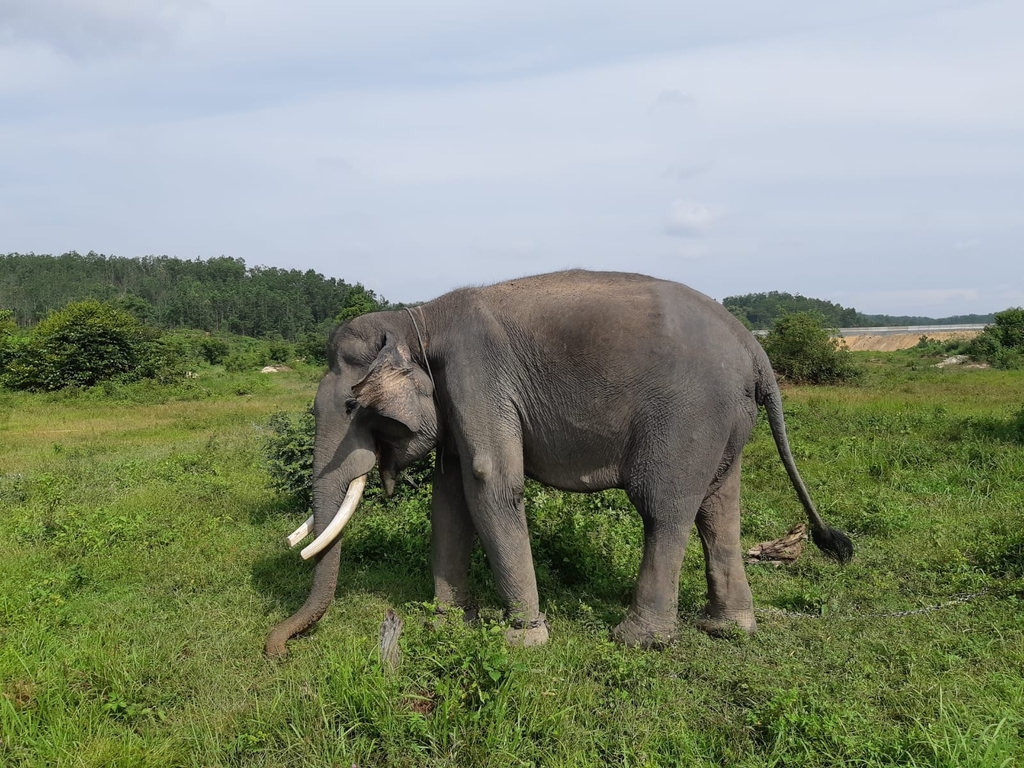 Sumatran Elephant in November 2021 by Diani Nur Dzakiyah. Kingdom ...