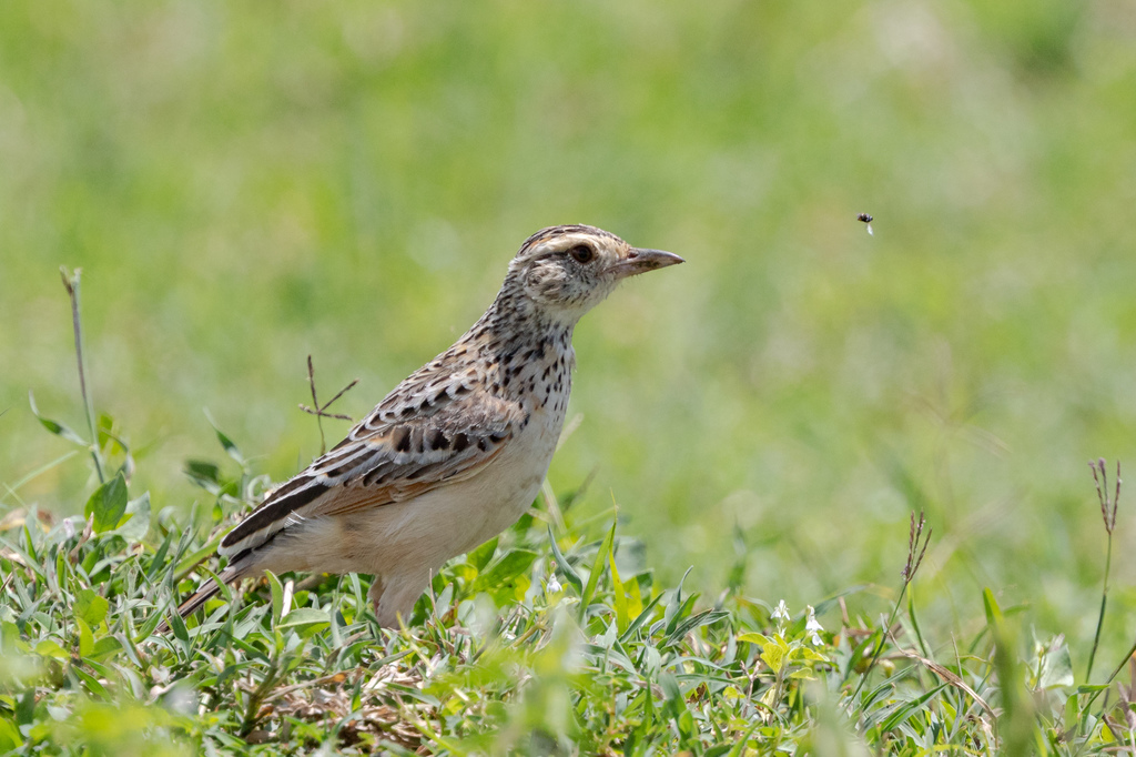 Rufous-naped Lark from Kakesio, Arusha, Tanzania on January 31, 2020 at ...