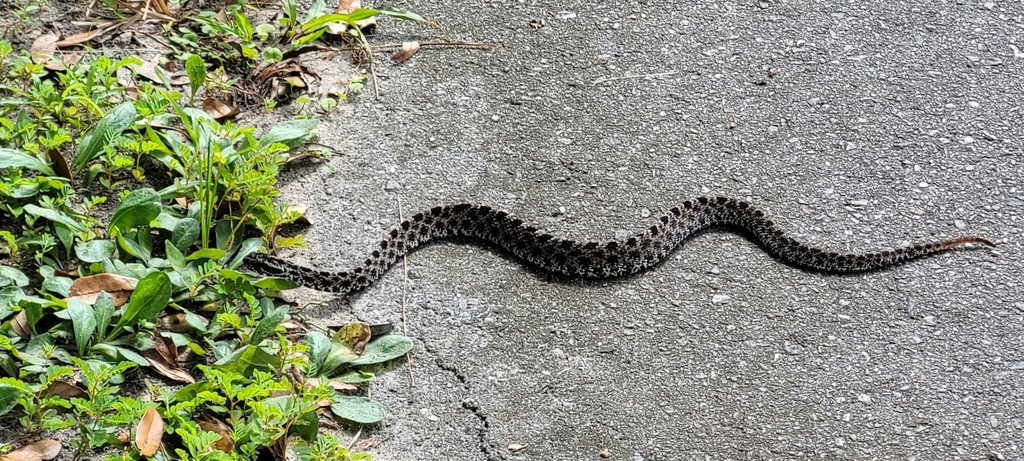 Dusky Pygmy Rattlesnake from NEW PRT RCHY, FL 34654, USA on October 15 ...
