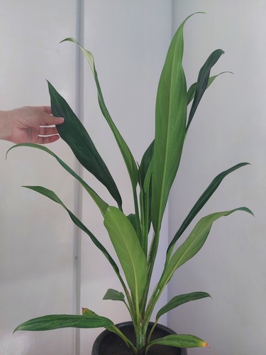 Variety Aglaonema philippinense stenophyllum · iNaturalist