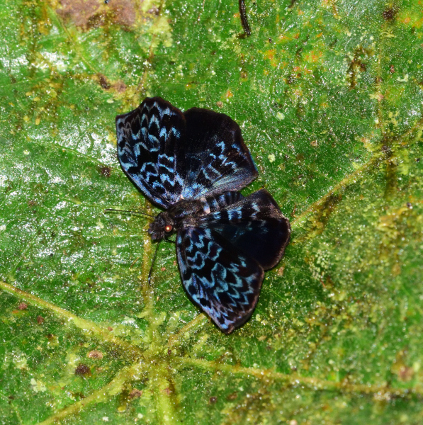 Cycloglypha caeruleonigra from Rio Pinguillo, Ecuador on September 20 ...