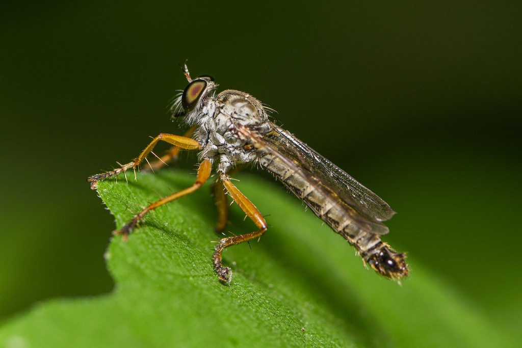 Asilinae from North Aegean Region, Greece on August 06, 2021 at 08:31 ...