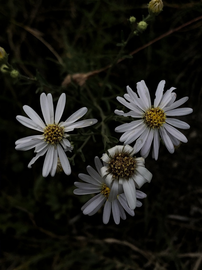 Alpine Aster from Undurkhangai, Mongolia on July 18, 2021 at 07:35 PM ...