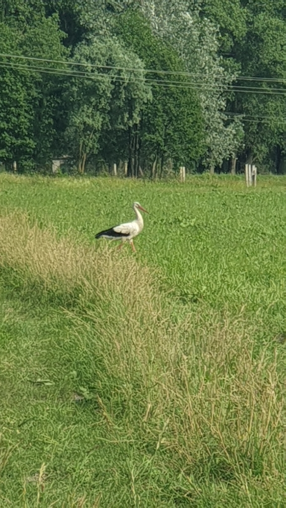White Stork from Ovruch, Zhytomyr Oblast, Ukraine, 11104 on June 27 ...
