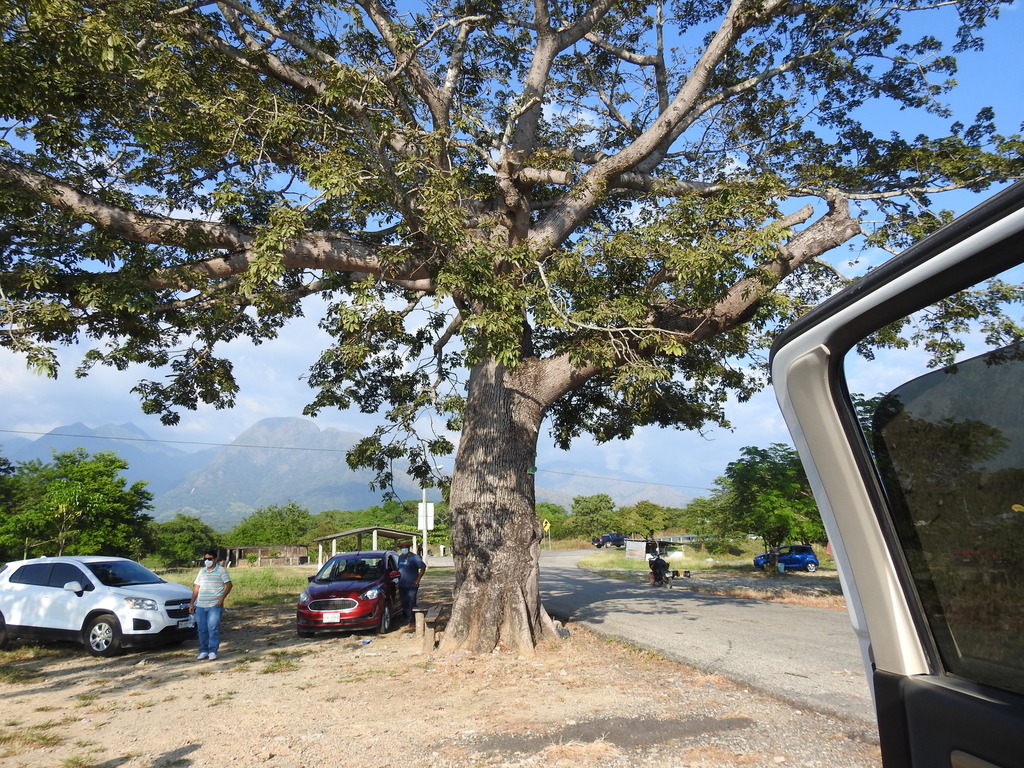 Kapok Tree from Pijijiapan, Chiapas, Mexico on November 19, 2021 at 10: ...