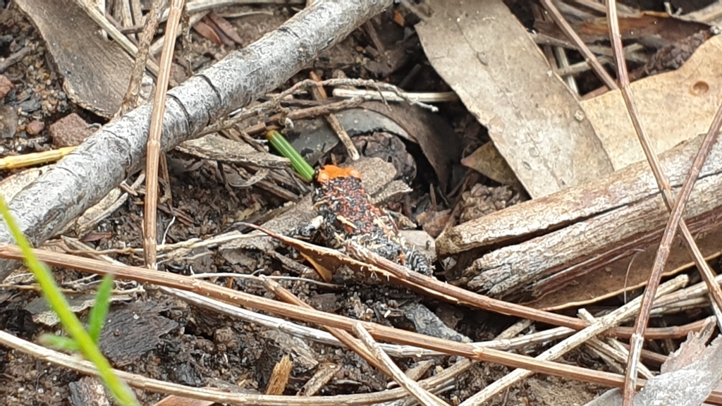 Red-crowned Toadlet from North Turramurra NSW 2074, Australia on ...