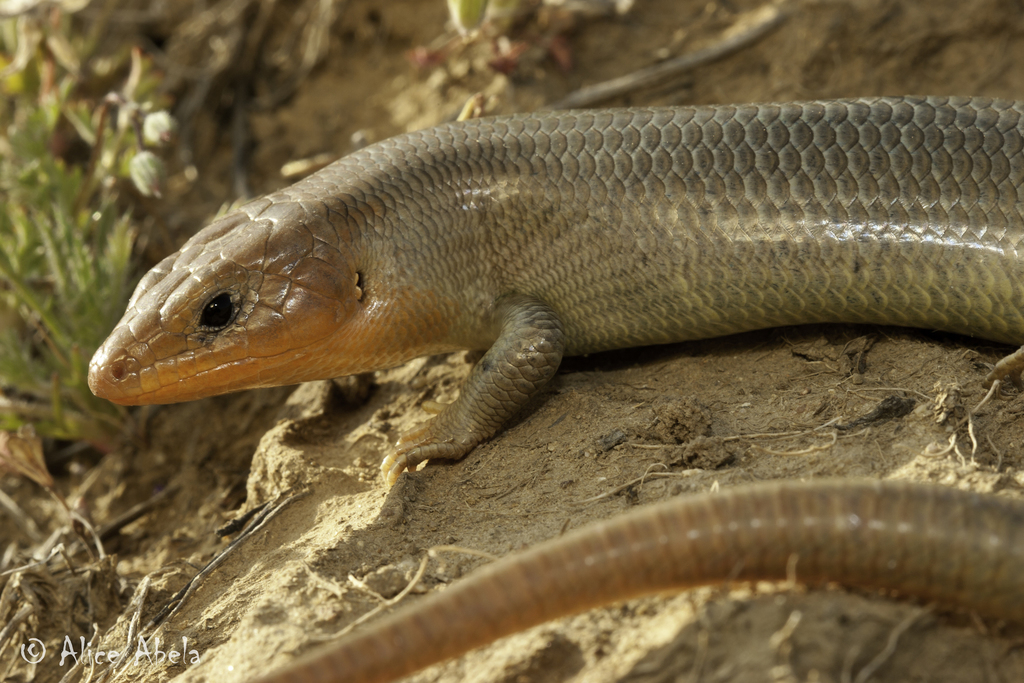Western Red-tailed Skink in May 2008 by Alice Abela. Adult male western ...