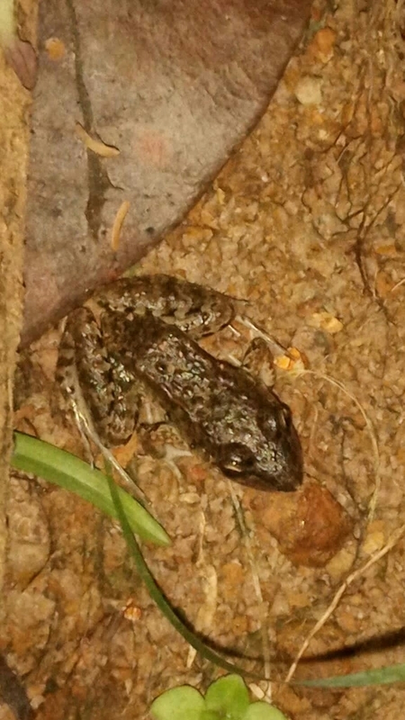 Mexican White-lipped Frog from Soná, Panamá on November 28, 2021 at 10: ...