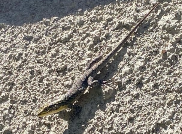 Ornate Tree Lizard from Paraiso #3 on November 28, 2021 at 03:01 PM by ...