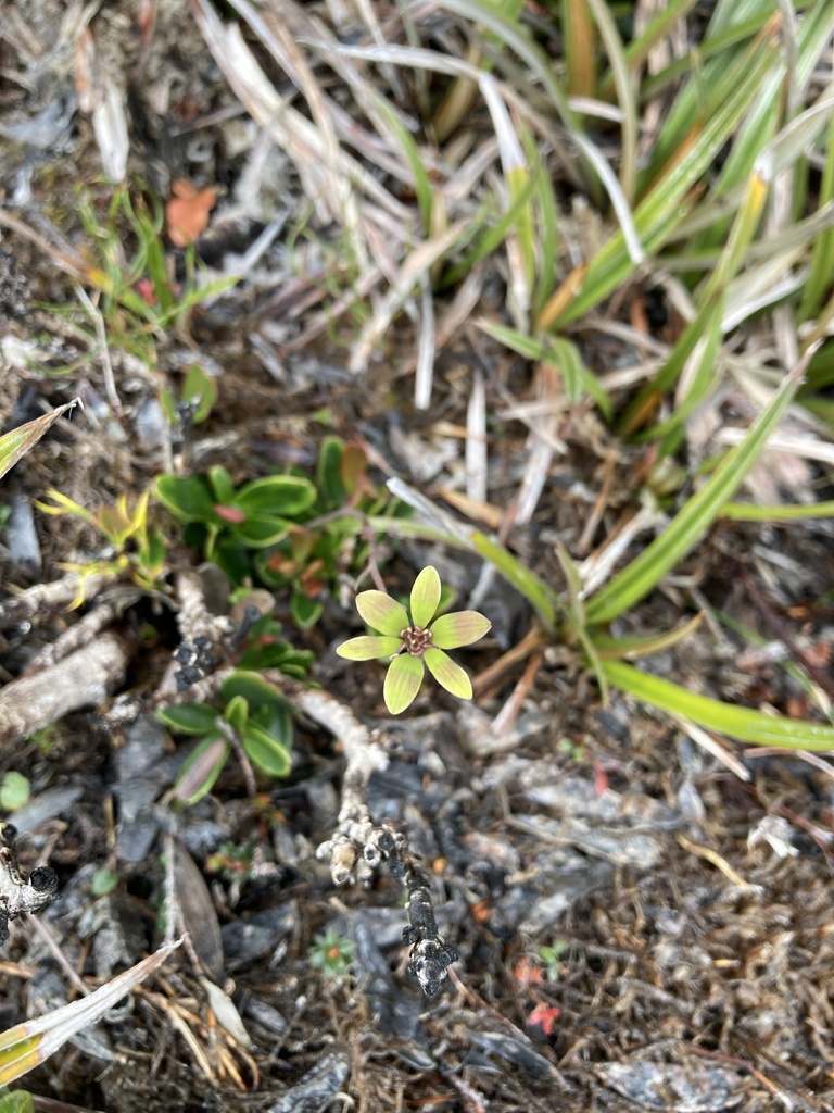 Campynema lineare from Derwent Valley, Franklin-Gordon Wild Rivers, AU ...