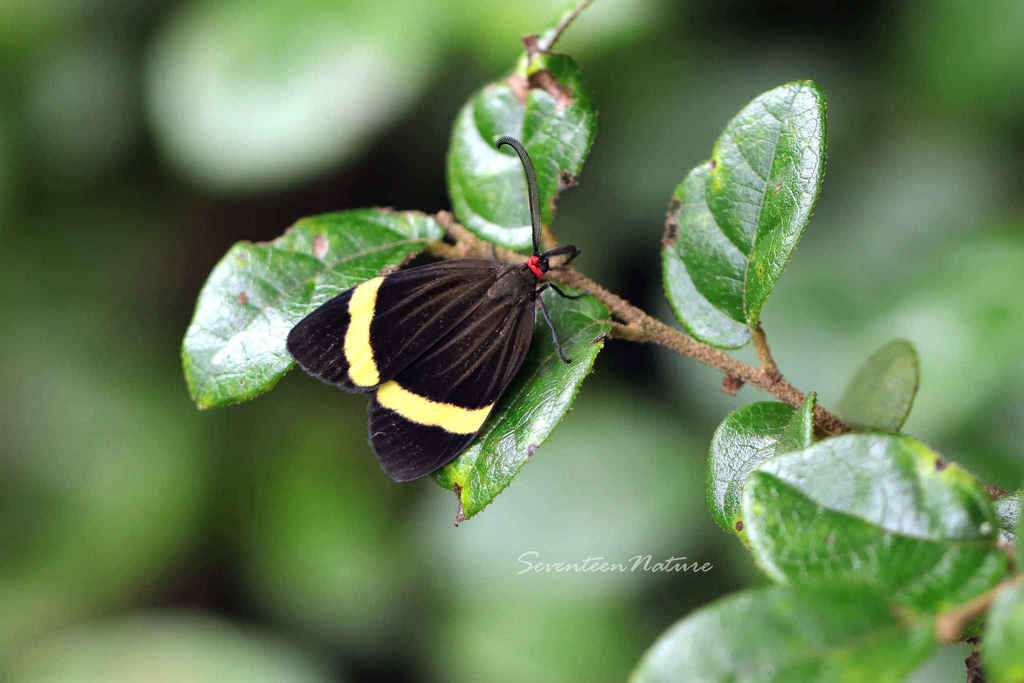 Pidorus cyrtus from 中国安徽省宣城市绩溪县 on June 21, 2021 at 01:19 PM by Kaniska ...