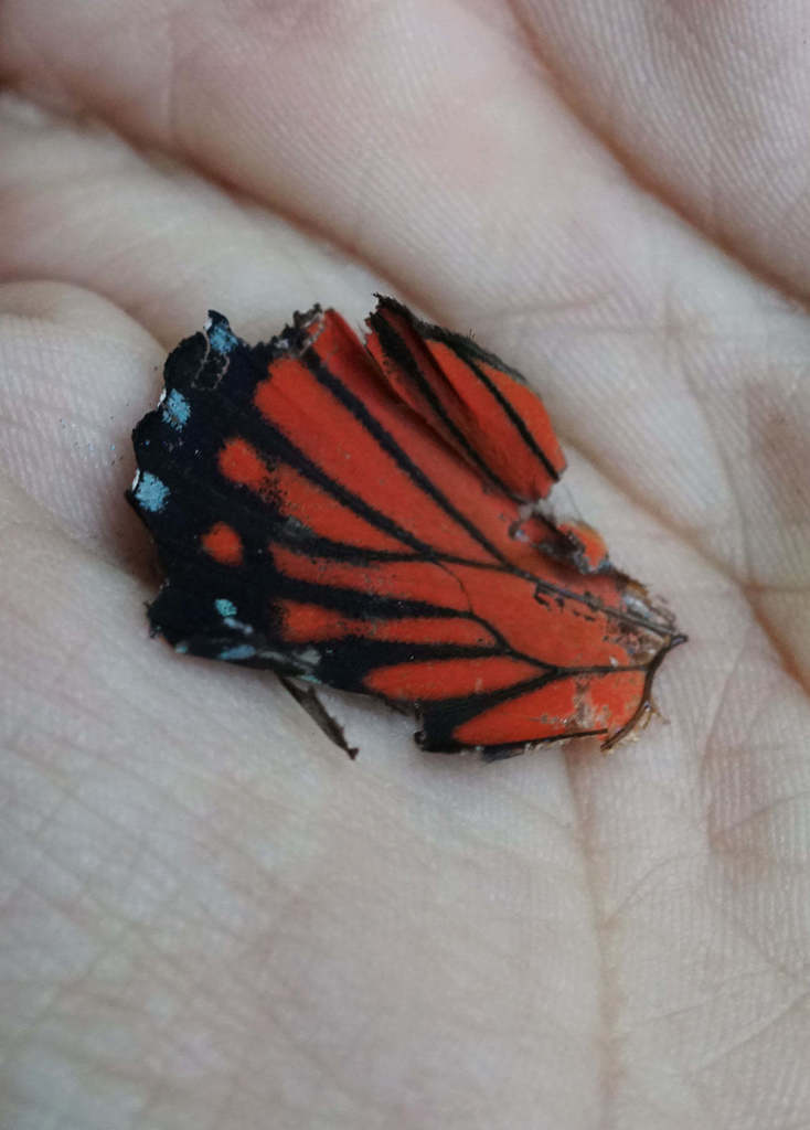 Red Cracker from Brotas, SP, 17380-000, Brasil on November 11, 2020 at ...